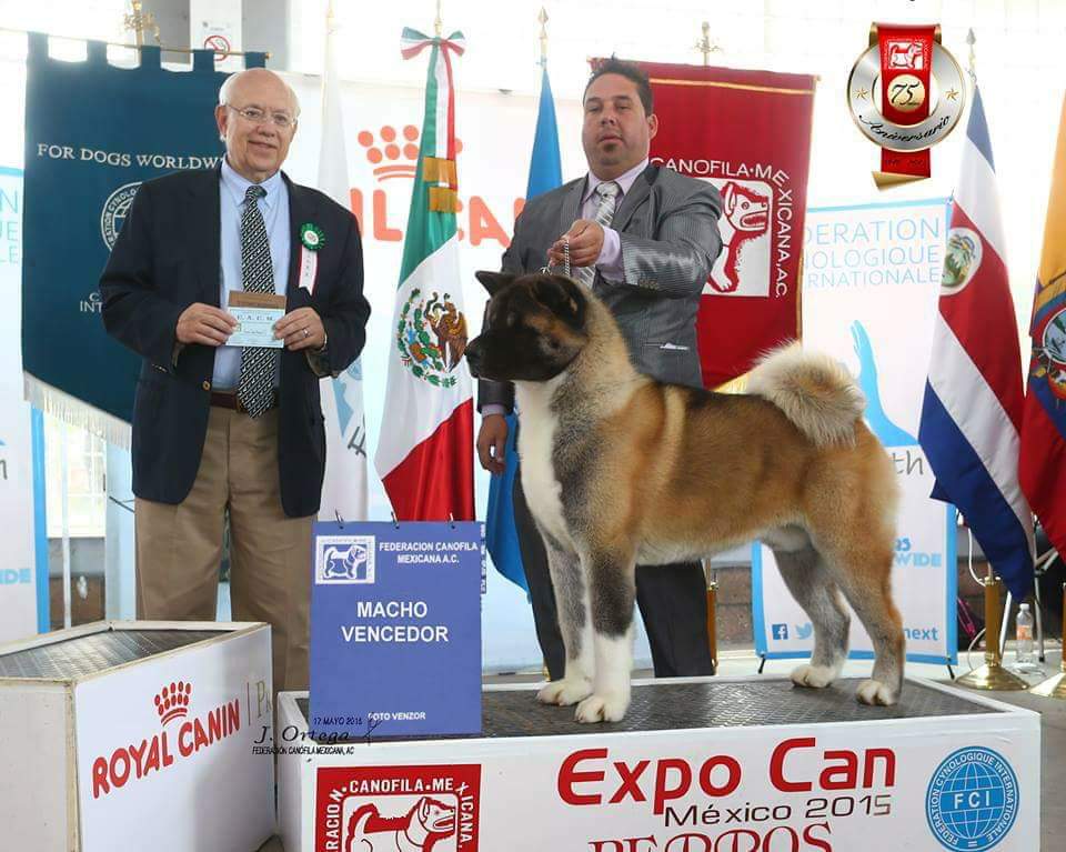 Gonvar Kennel Akita Americano & Shiba Inu | Nuestros Akitas